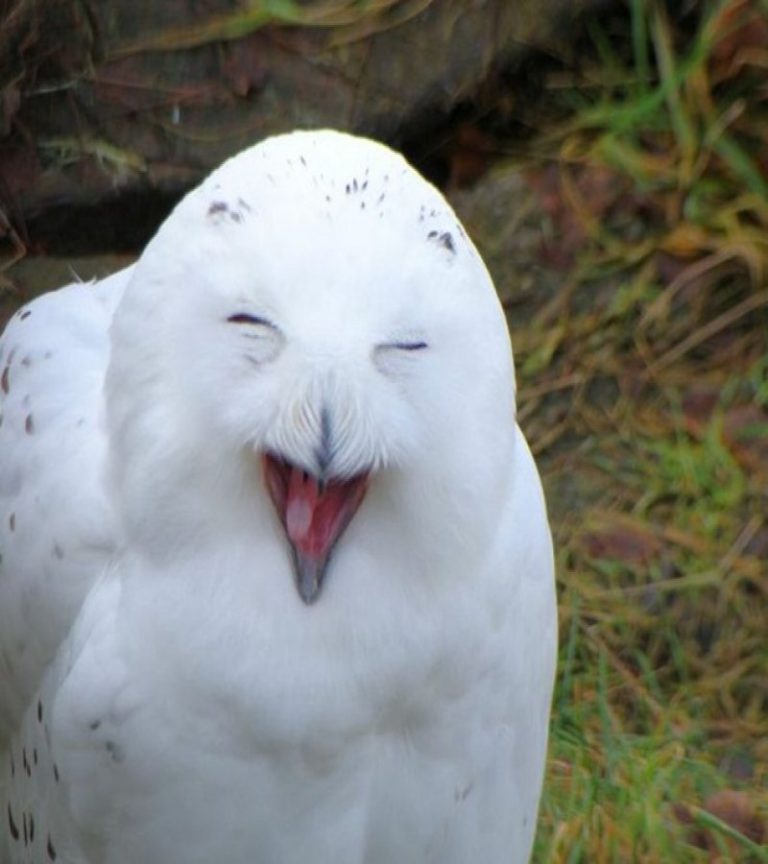 20 Animals Making Some Seriously Crazy Faces – Blam! News Daily